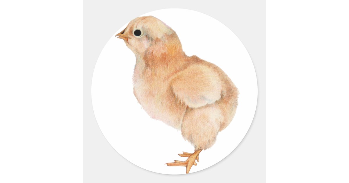 Baby Chick Sticker | Zazzle