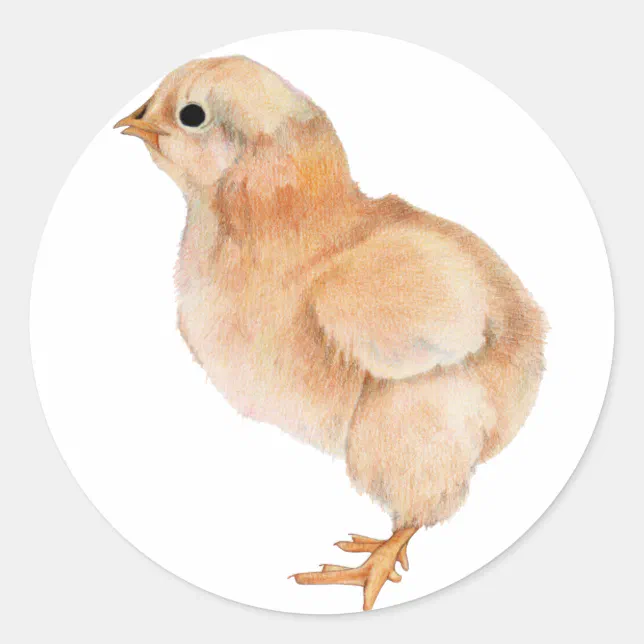 Baby Chick Sticker | Zazzle
