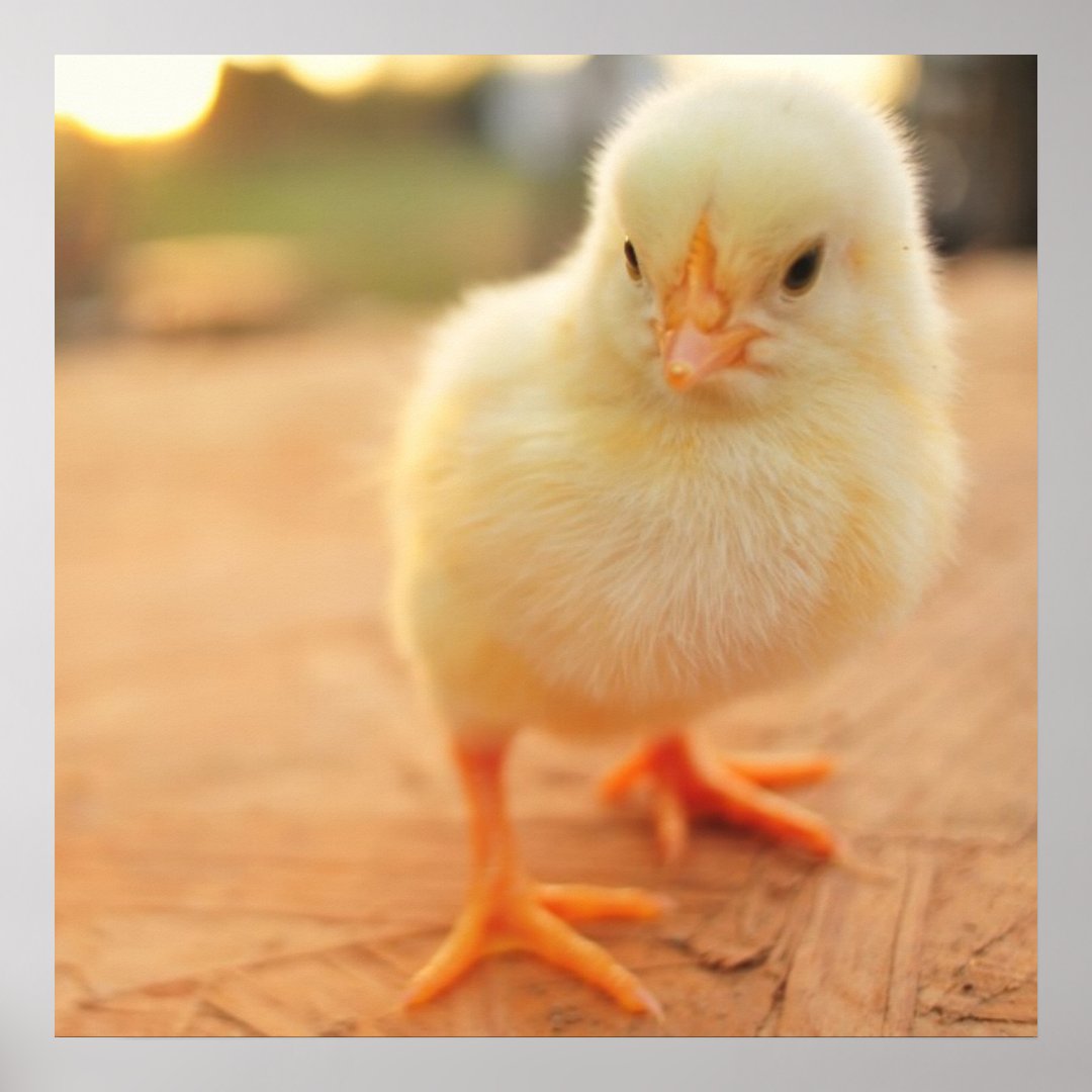 Baby Chicks Poster | Zazzle