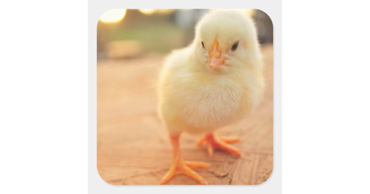 Baby Chicks Square Sticker | Zazzle