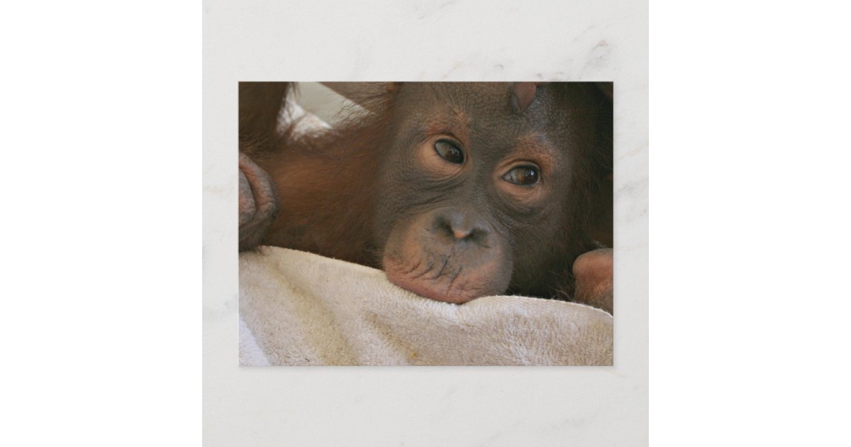 Baby Chimp Postcard | Zazzle