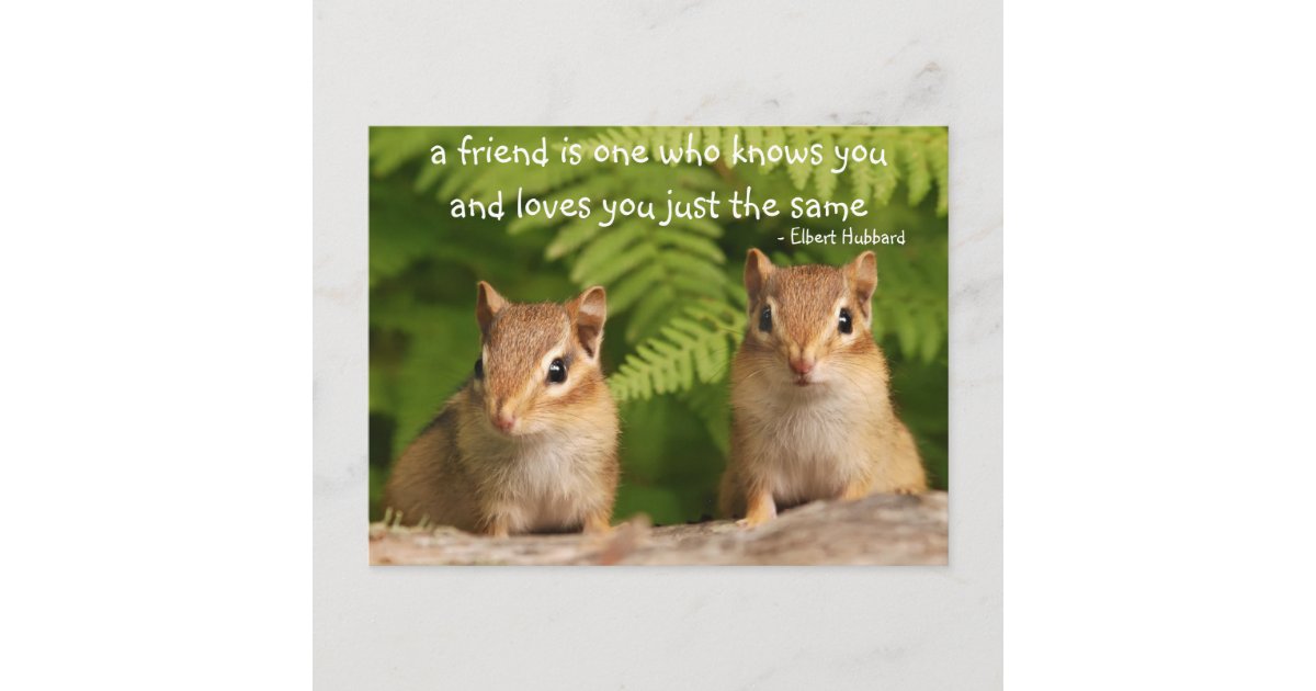 Baby Chipmunk Friendship Quote Postcard | Zazzle