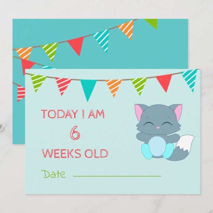 Baby Cute Milestone Month Colorful Kitten Invitation | Zazzle
