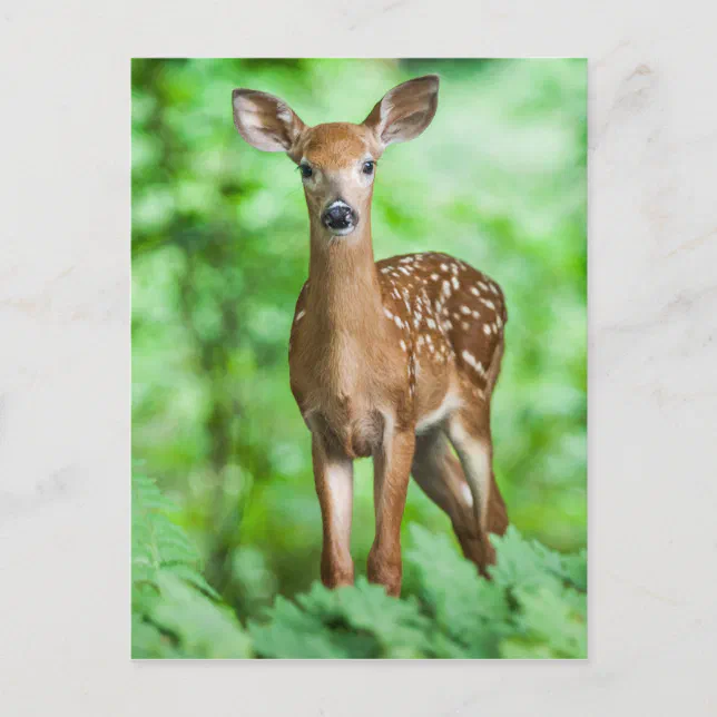 Baby Deer Fawn Bambi in the Forest Postcard | Zazzle