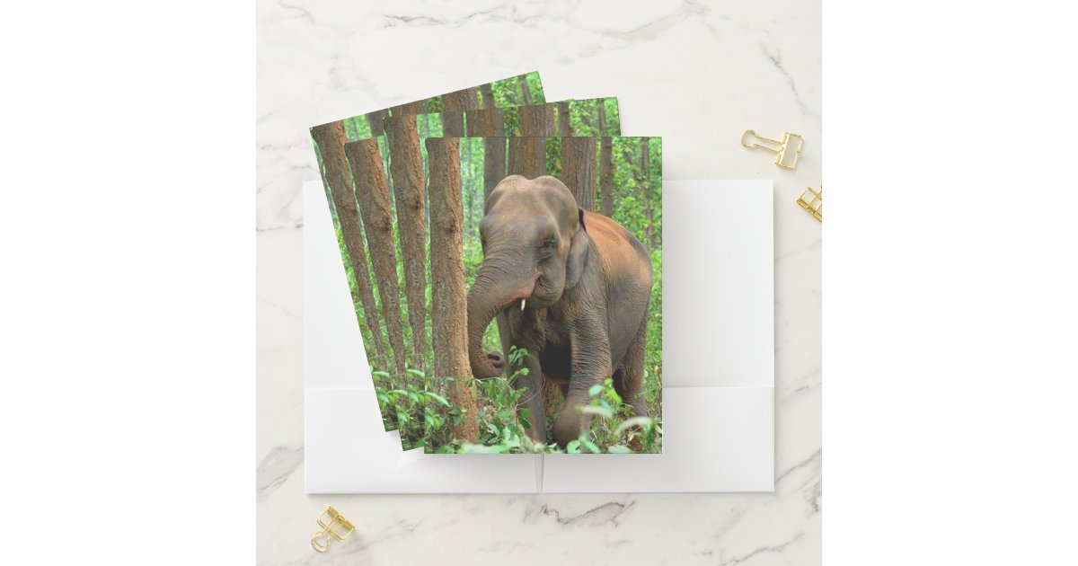 Baby Elephants Pocket Folder | Zazzle