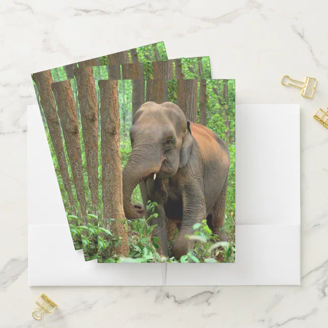 Baby Elephants Pocket Folder | Zazzle