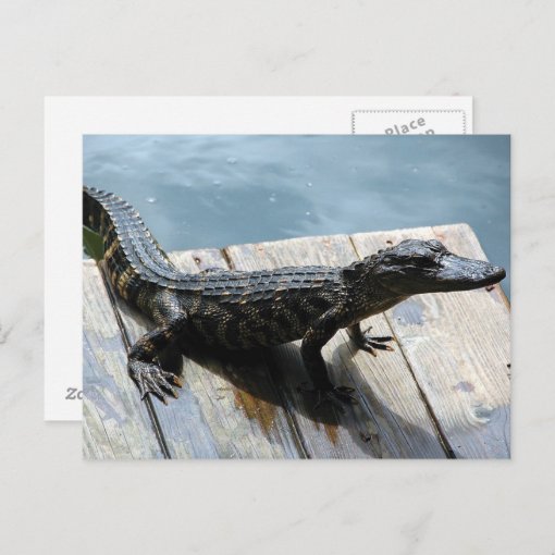 Baby Gator Postcard | Zazzle