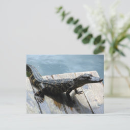 Baby Gator Postcard | Zazzle