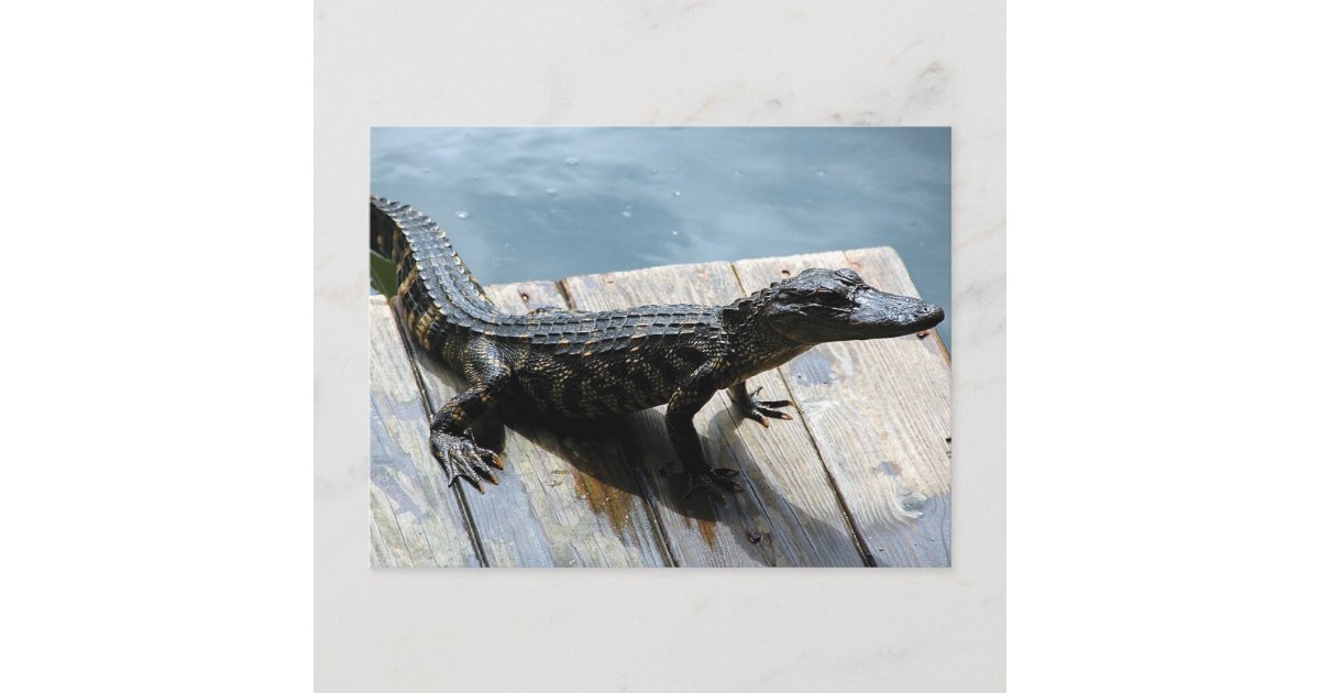 Baby Gator Postcard | Zazzle