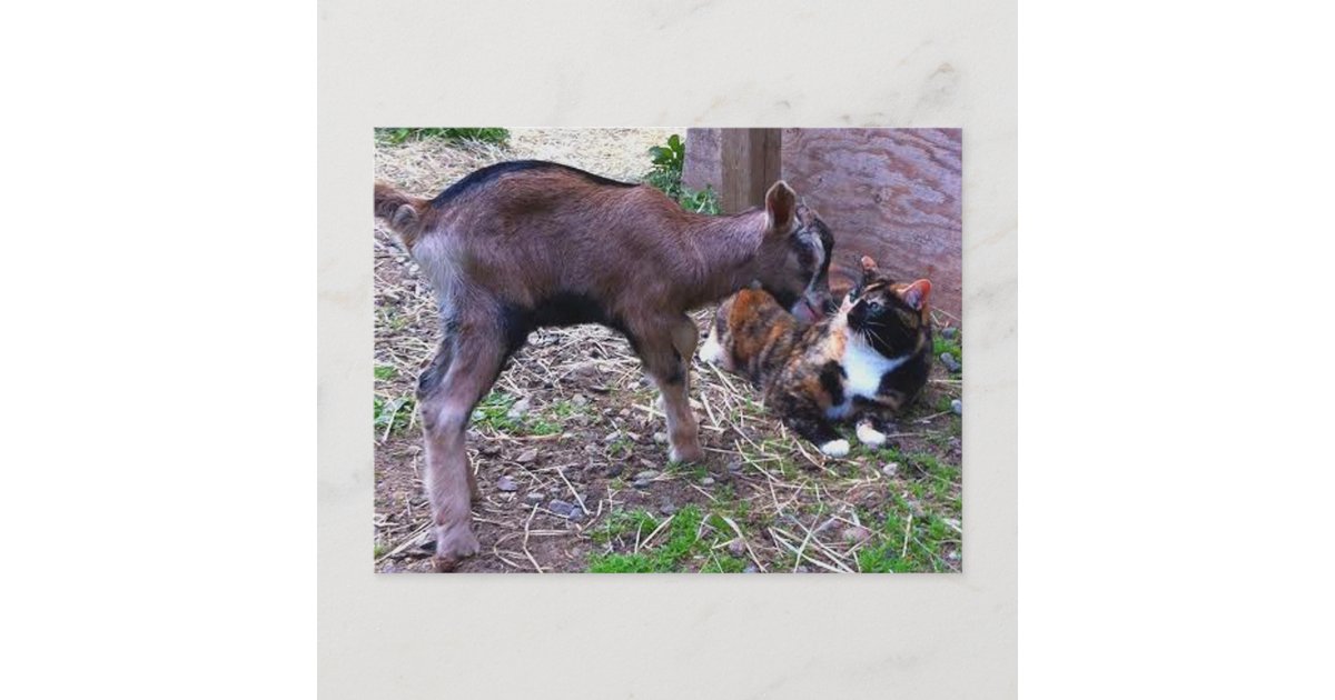 Baby Goat & Cat Postcard | Zazzle