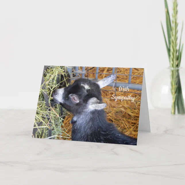 Baby Goat Hay Sympathy Card | Zazzle