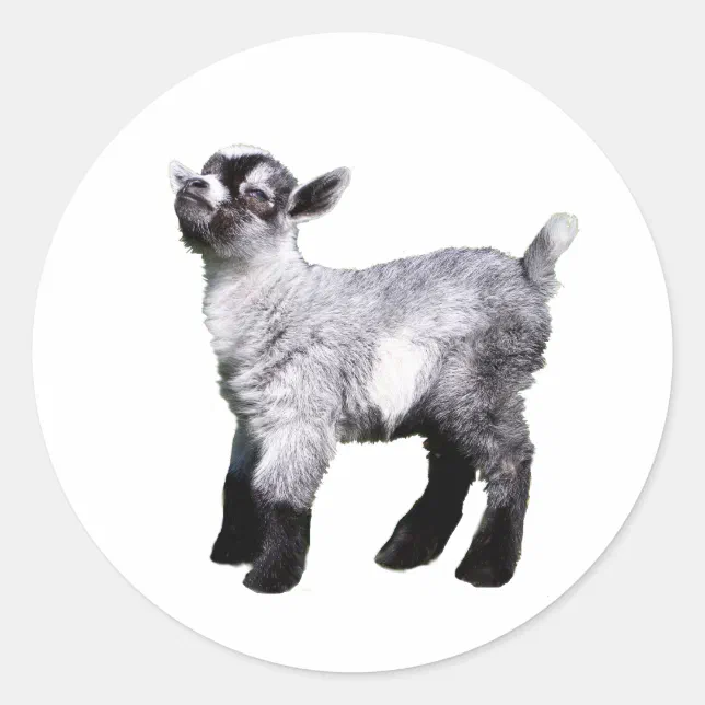 baby goat left side classic round sticker | Zazzle
