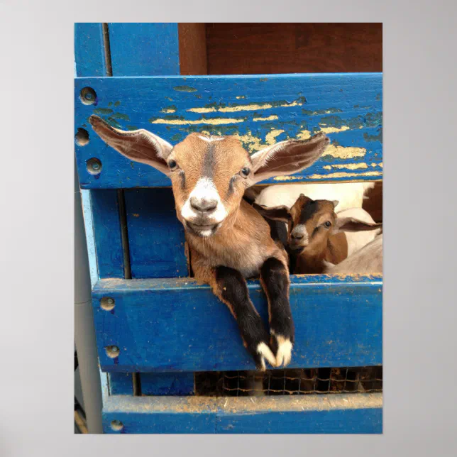Baby Goat Poster | Zazzle