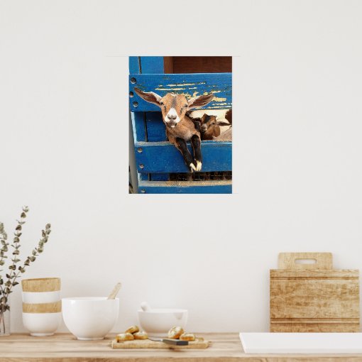 Baby Goat Poster | Zazzle