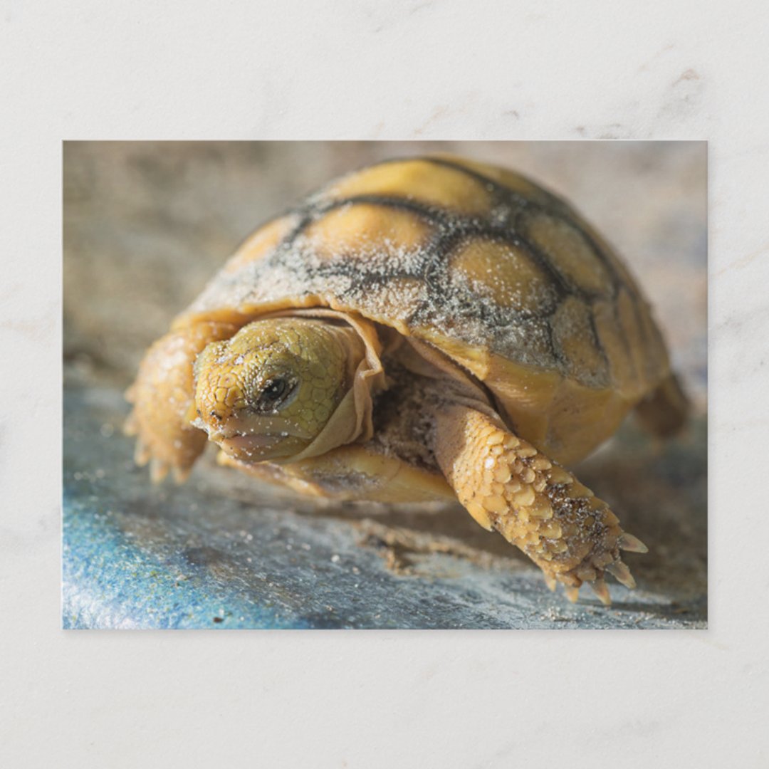 Baby Gopher Tortoise Postcard | Zazzle