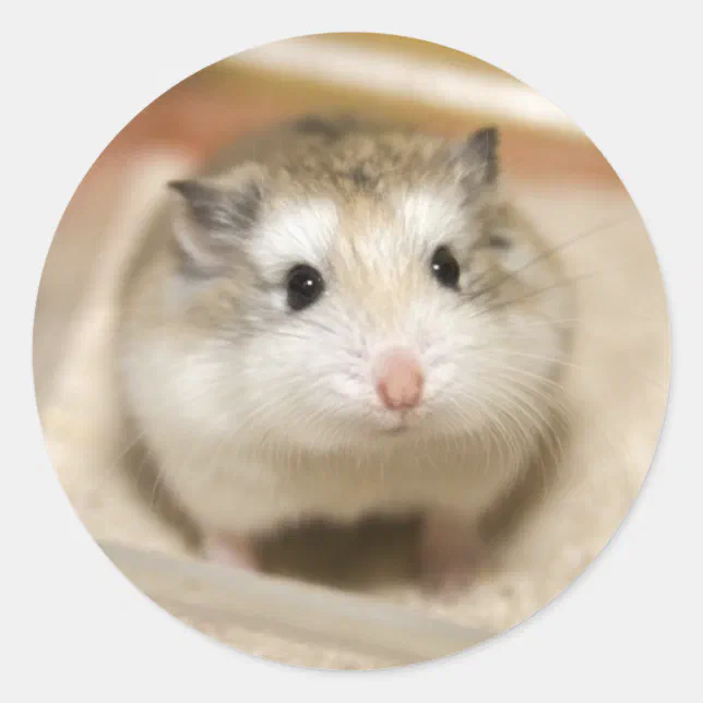 Baby Hamster Stare Classic Round Sticker | Zazzle