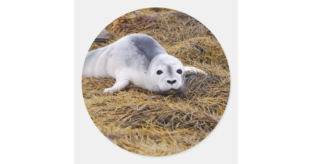 Baby Harbor Seal Stickers | Zazzle