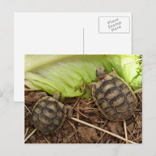 Baby Hermans Tortoises Postcard | Zazzle