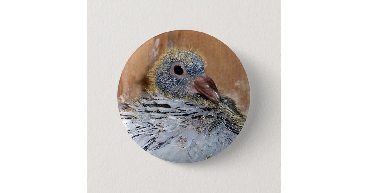 Baby Homing Pigeon Button | Zazzle