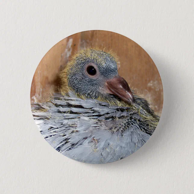 Baby Homing Pigeon Button | Zazzle