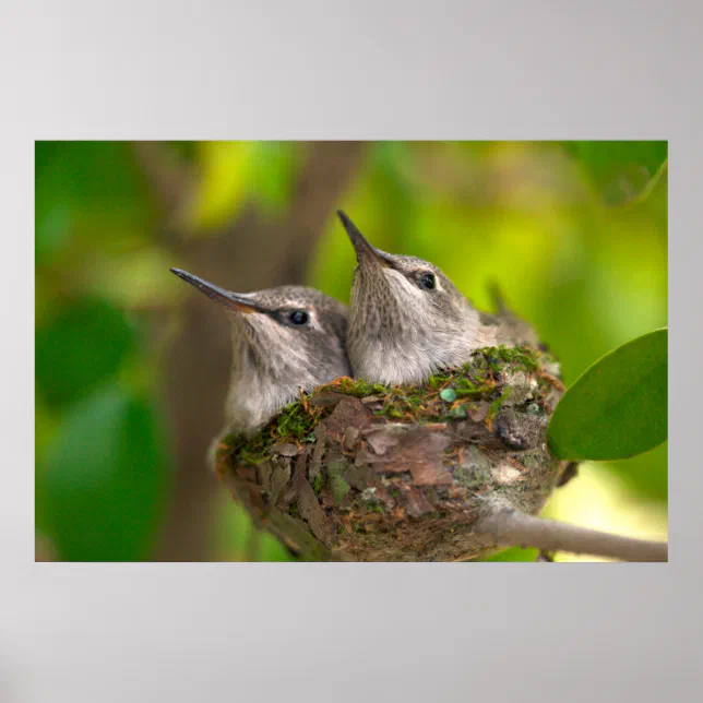 Baby hummingbirds poster | Zazzle