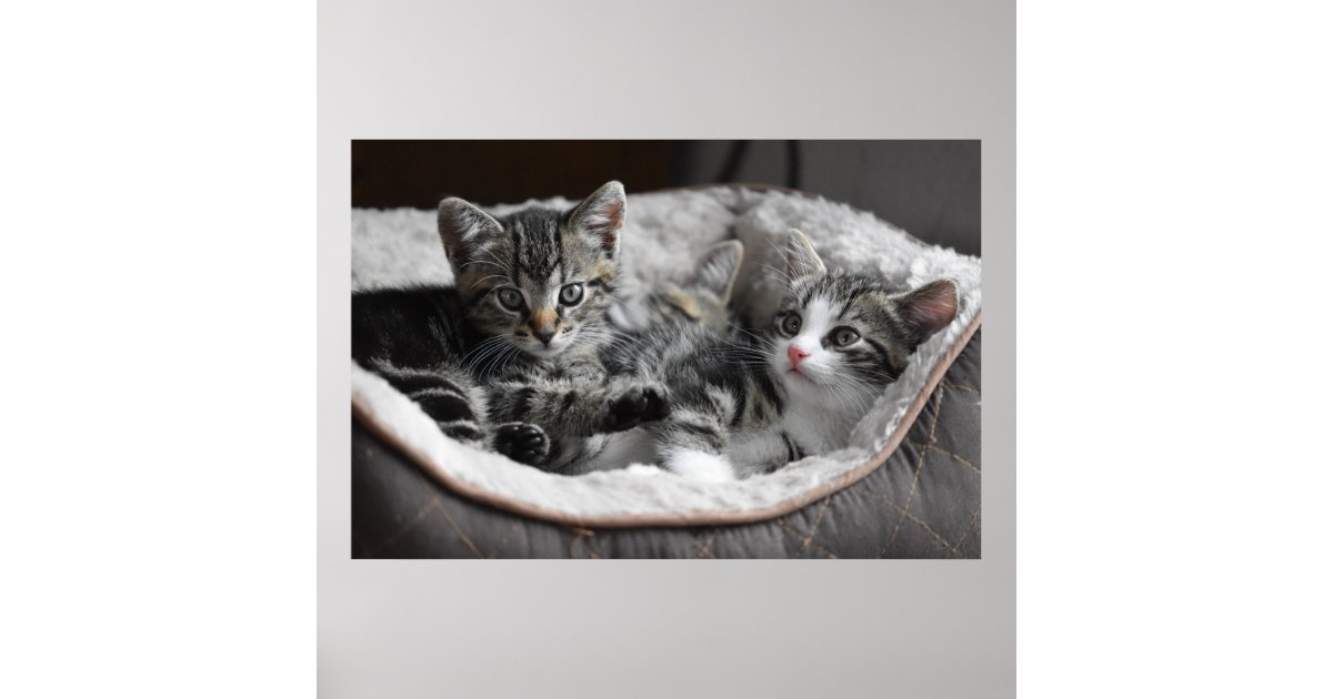 baby kittens poster | Zazzle