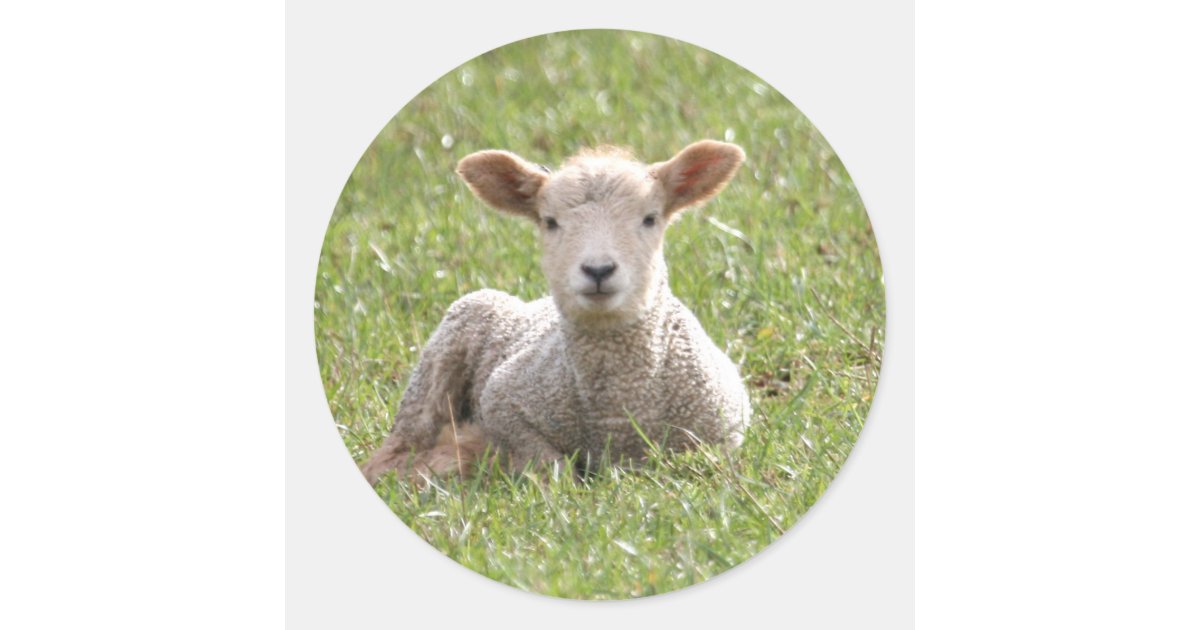 Baby Lamb Classic Round Sticker | Zazzle