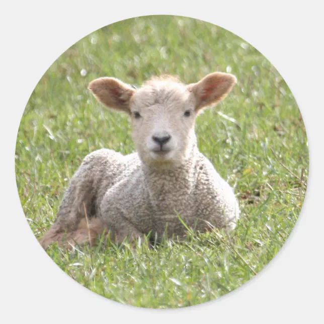 Baby Lamb Classic Round Sticker | Zazzle