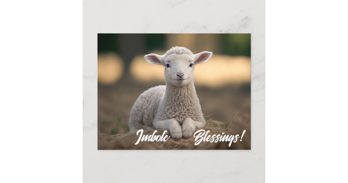 Baby Lamb Imbolc Blessings Postcard | Zazzle