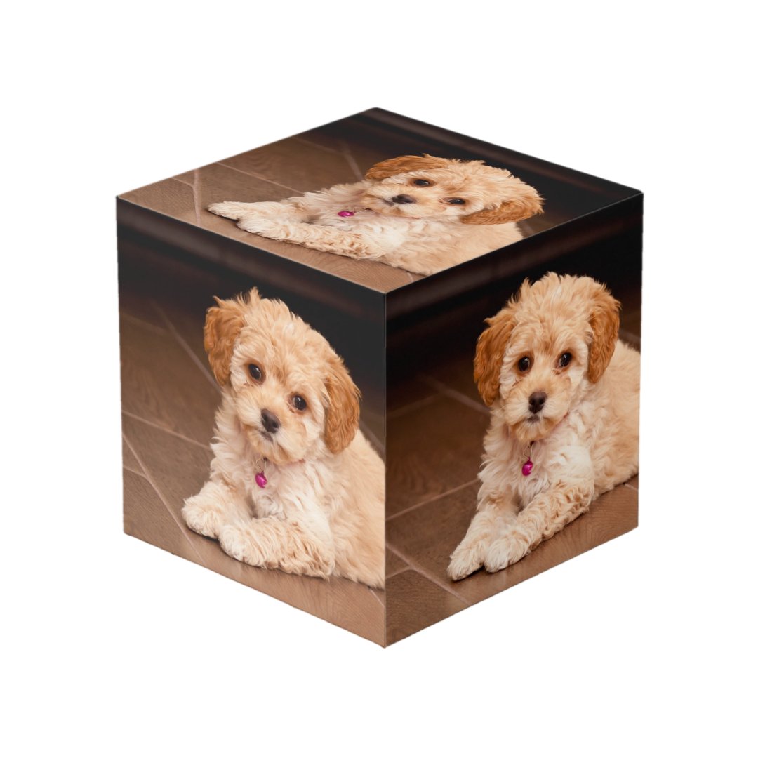 Baby Maltese poodle mix or maltipoo puppy dog Cube | Zazzle