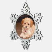 Baby Maltese poodle mix or maltipoo puppy dog Snowflake Pewter ...