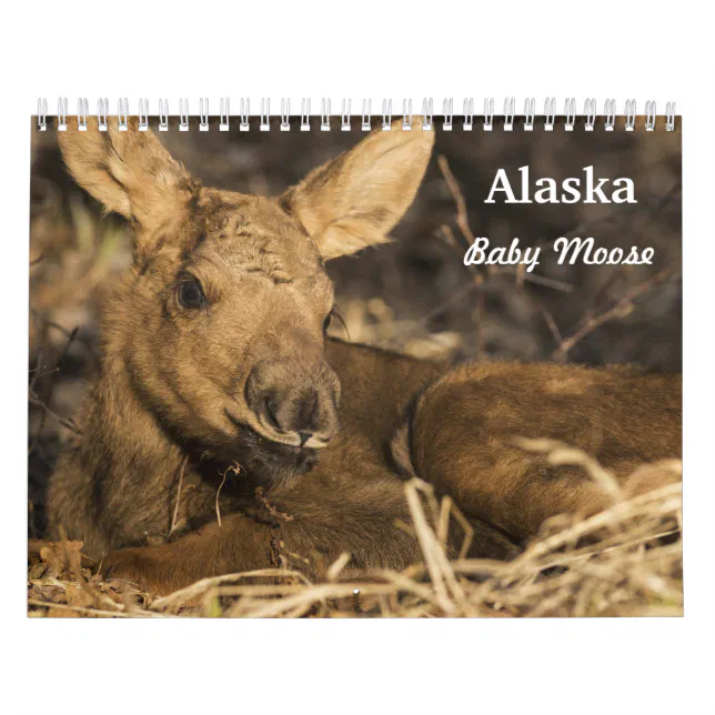 Baby Moose Calendar | Zazzle