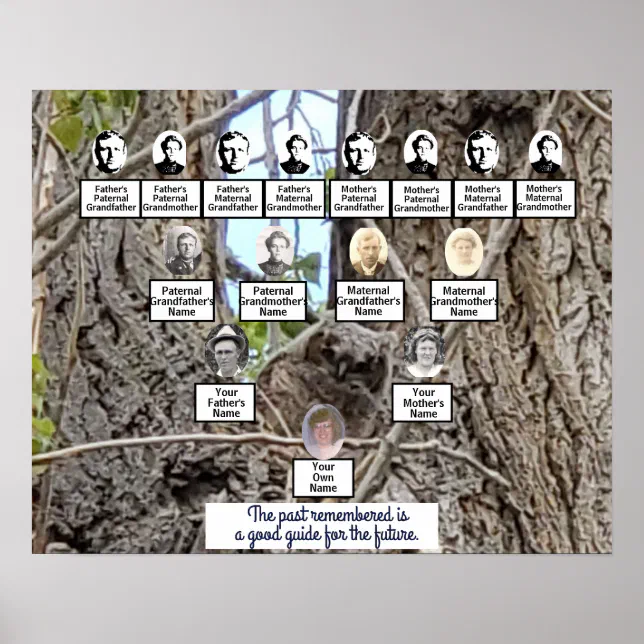 Baby Owl in a Tree Photo Family Tree Poster | Zazzle
