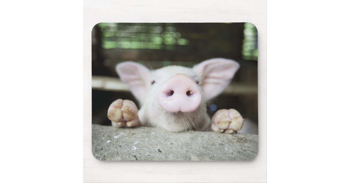 Baby Pig in Pen, Piglet Mouse Pad | Zazzle