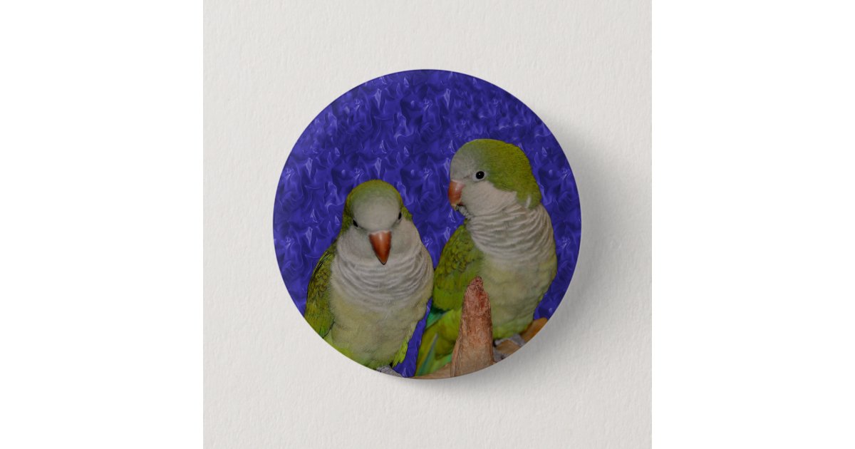 Baby Quaker Parrot Pair Animal Button | Zazzle