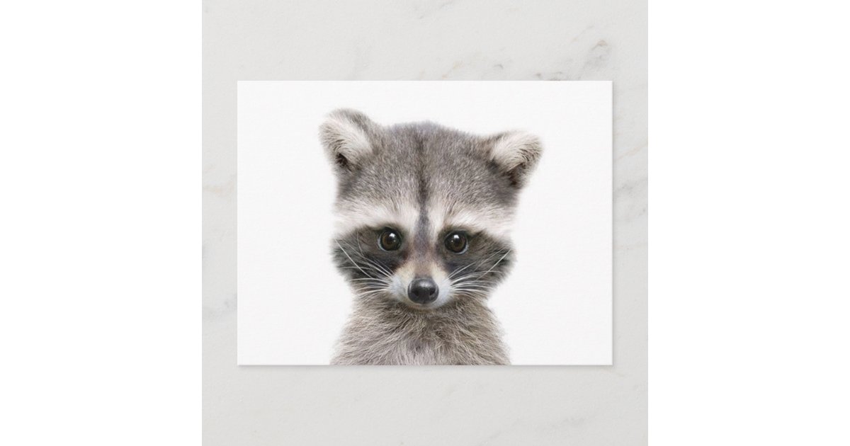 baby raccoon sayin hello. postcard | Zazzle