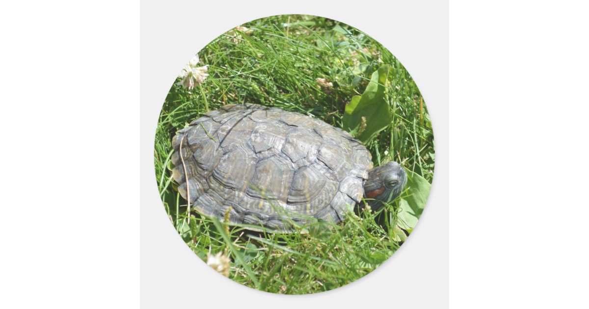 Baby Red Eared Slider Turtle Classic Round Sticker | Zazzle