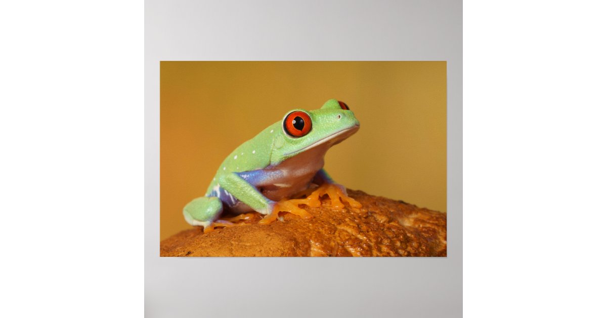Baby red eyed tree frog poster | Zazzle