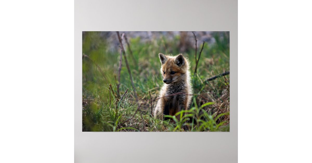 Baby Red Fox Poster | Zazzle