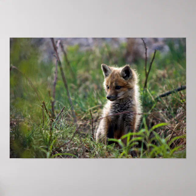 Baby Red Fox Poster | Zazzle