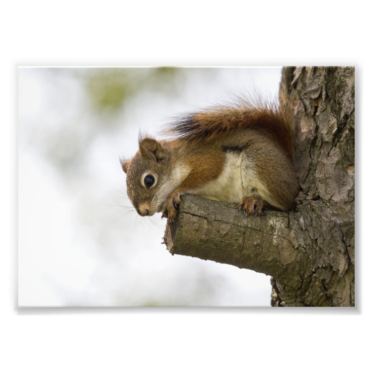 Baby Red Squirrel Photo Print | Zazzle
