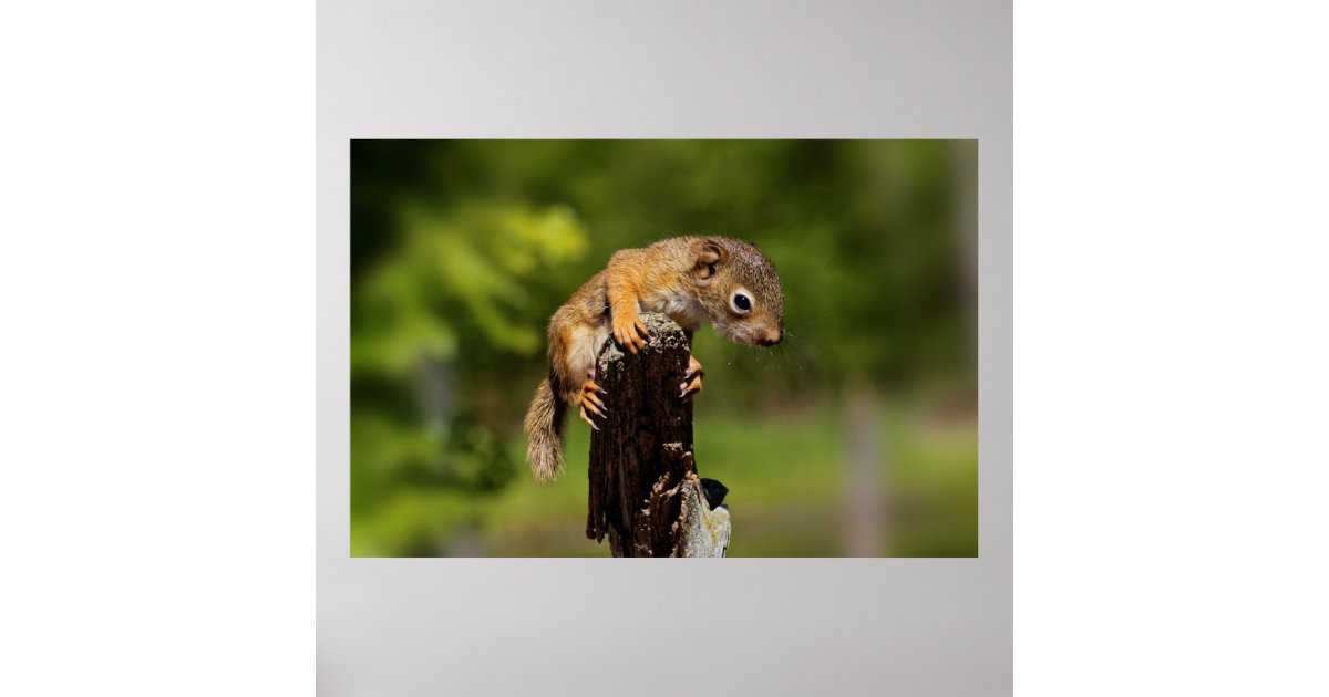 Baby Red Squirrel Poster | Zazzle
