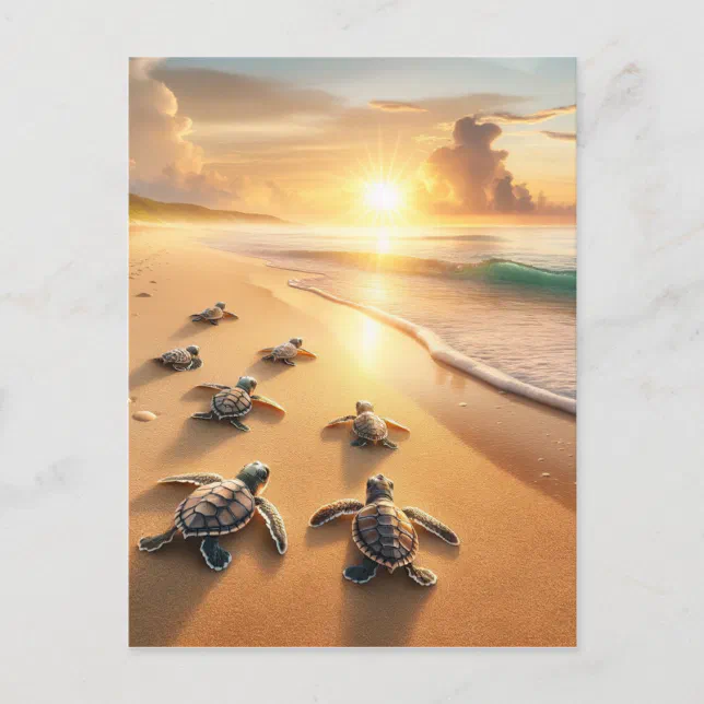 Baby Sea Turtles heading to the Ocean at the Beach Postcard | Zazzle
