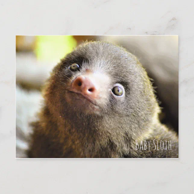 Baby Sloth postcard | Zazzle