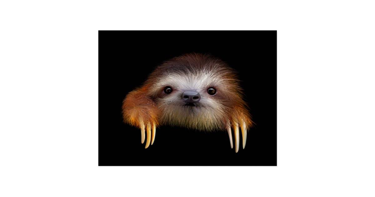 Baby Sloth Postcard | Zazzle.com