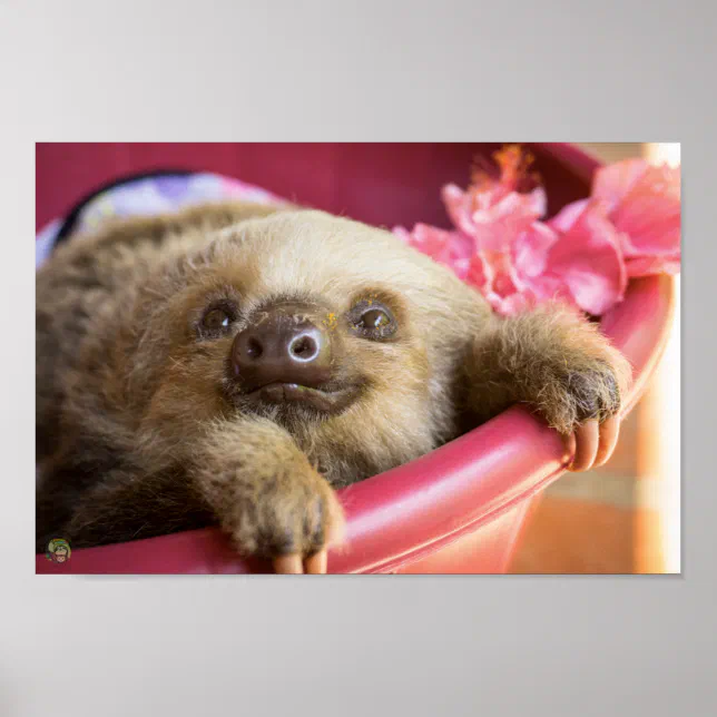 Baby Sloth Poster | Zazzle