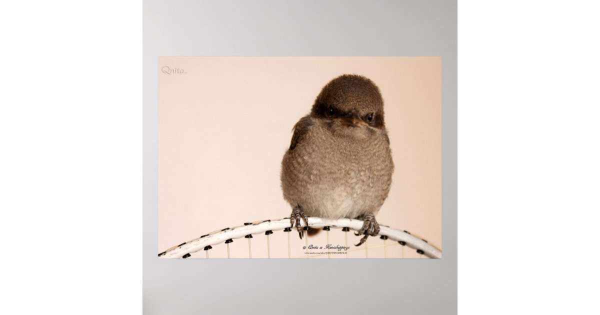Baby Sparrow Poster | Zazzle