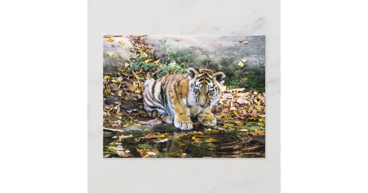 Baby Tiger Cub Postcard | Zazzle