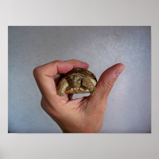 Baby Tortoise Poster | Zazzle