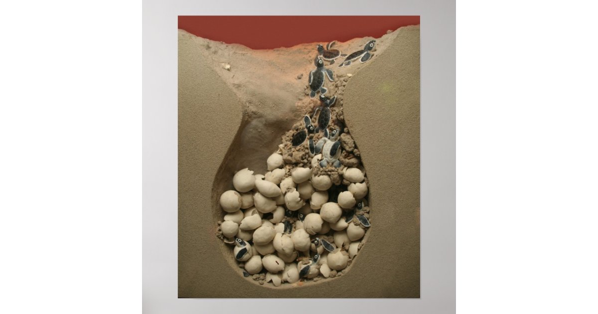 Baby Turtle Eggs Hatching Poster | Zazzle